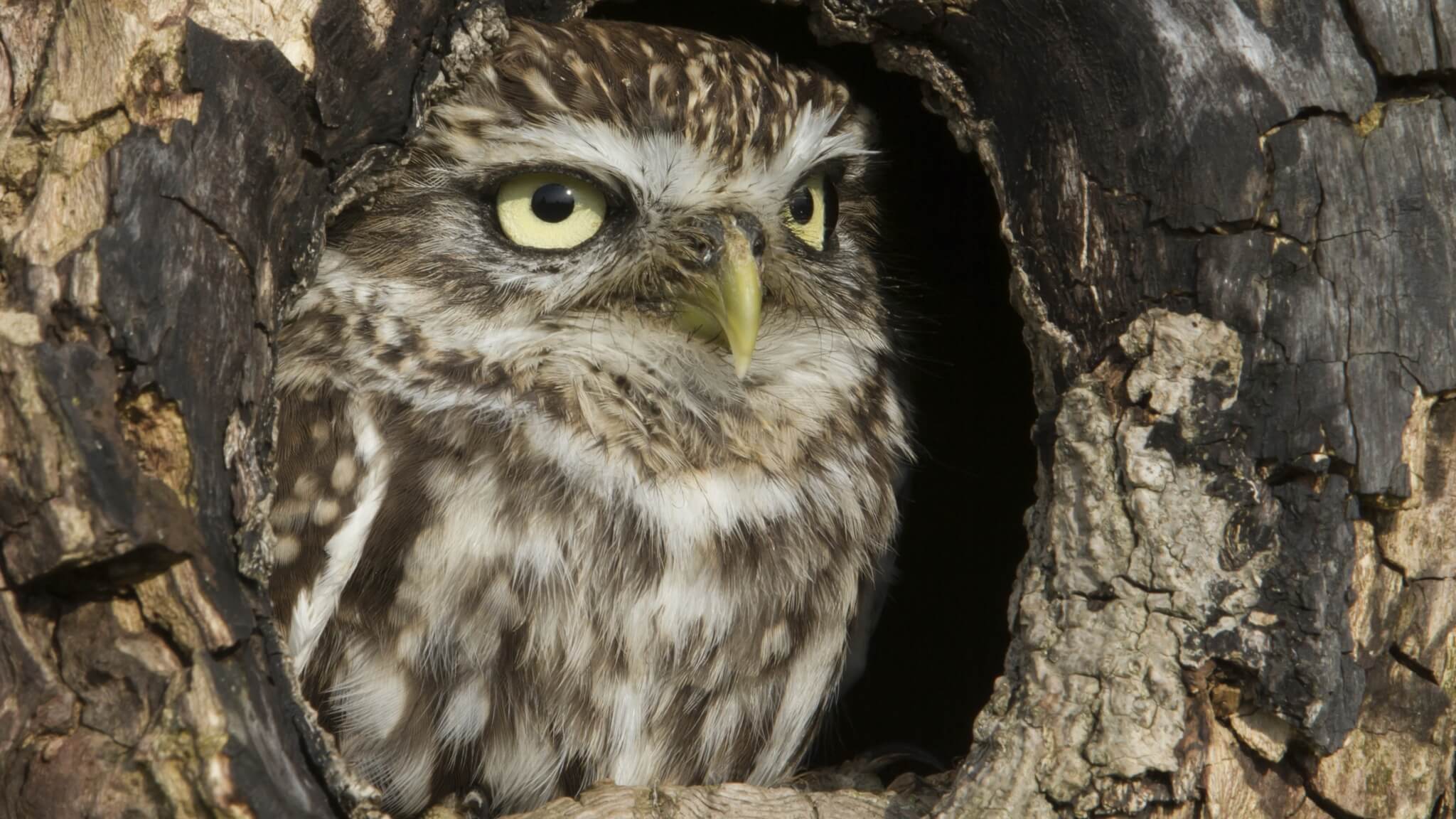 How To Hack The Day As A Night Owl - Minutehack