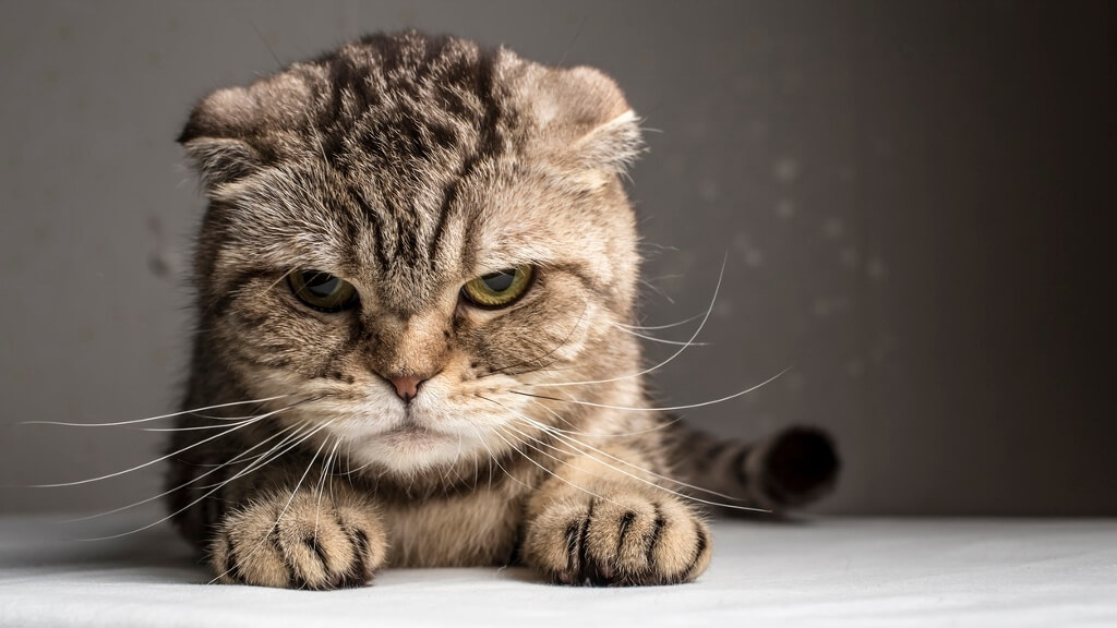 Is It Ever OK To Lose Your Temper At Work? - Minutehack