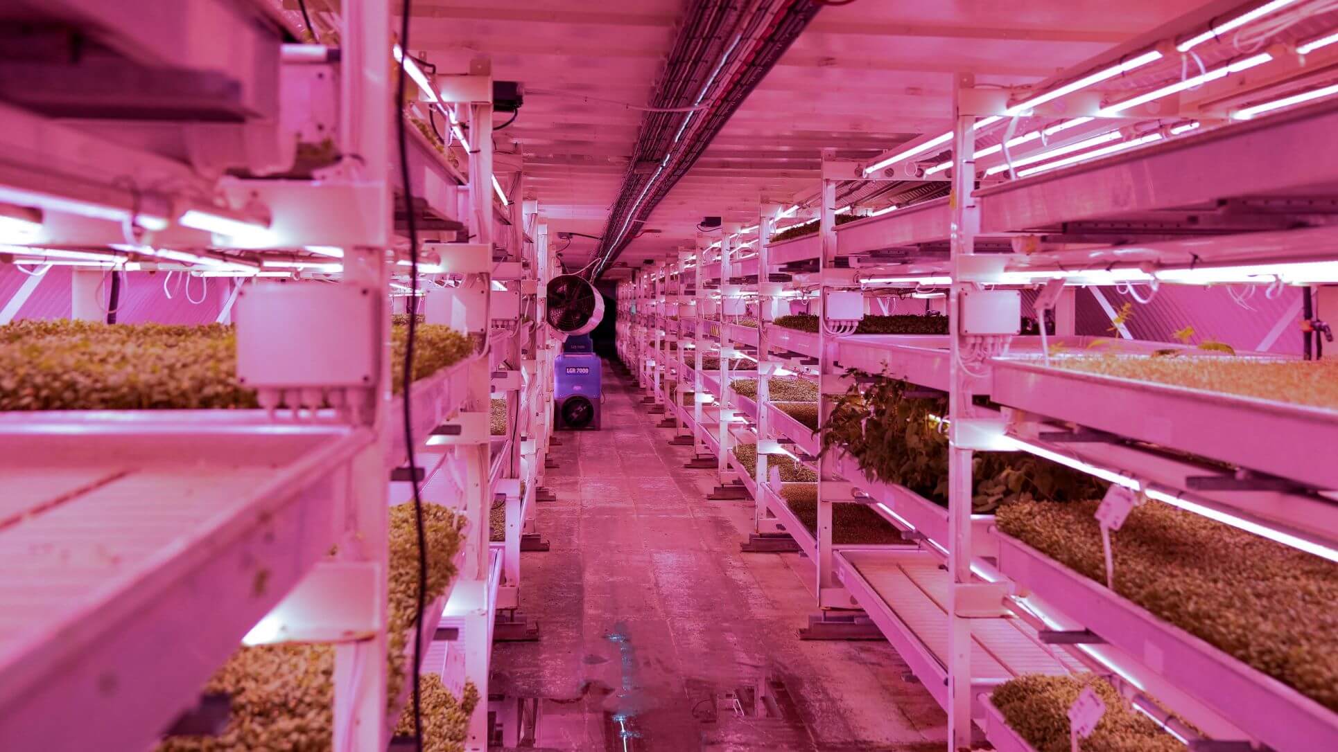 Food Of The Future: London Air Raid Shelter To Underground Farm ...