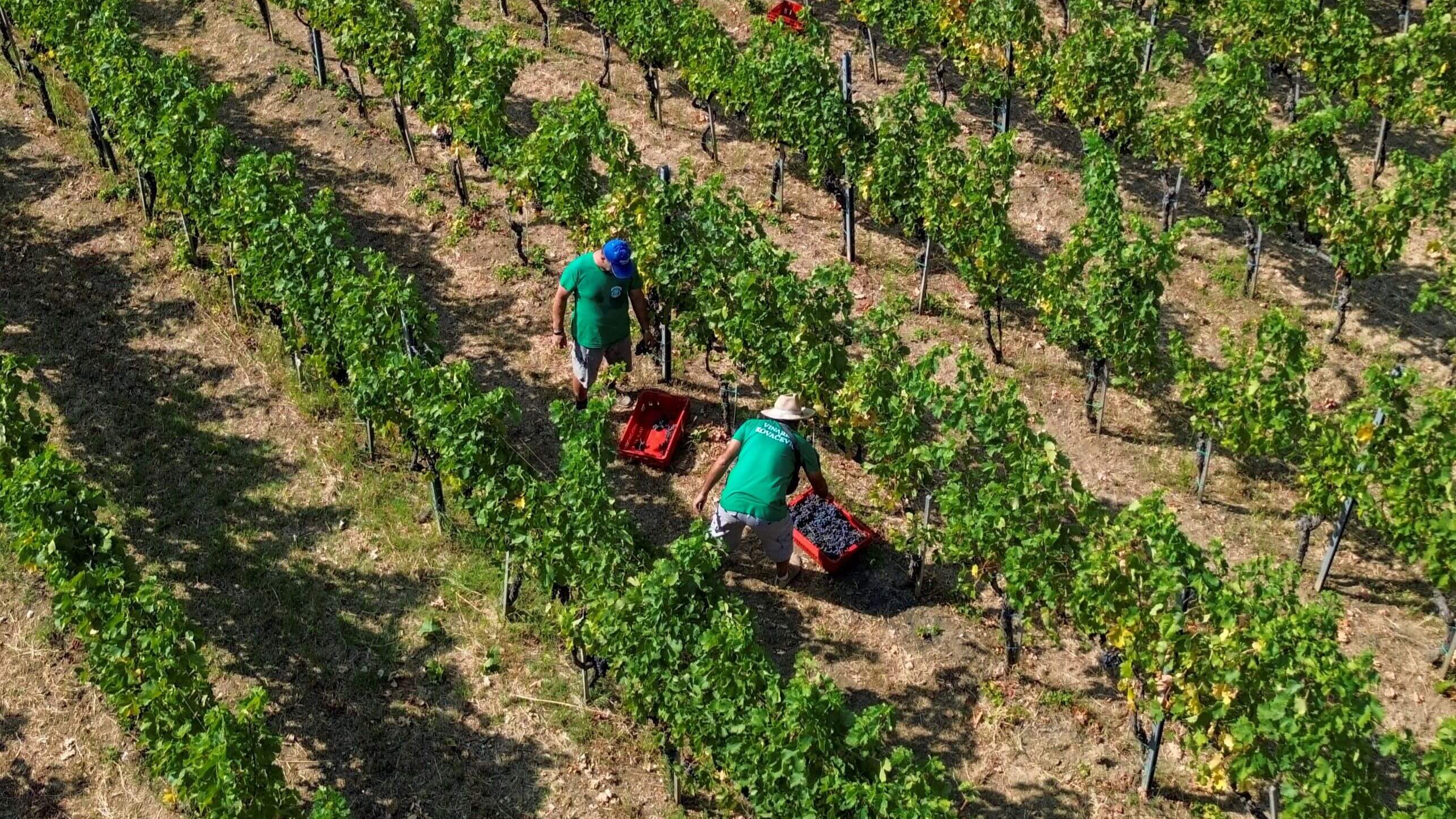 Wine Wins, Crops Lose, As Farmers Grapple With Record Balkans Heat ...